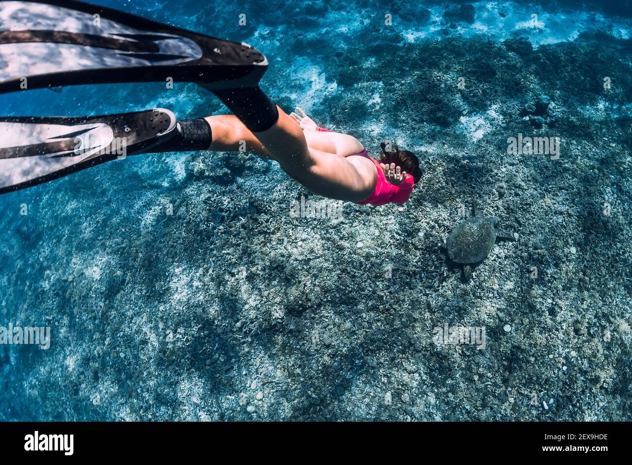 Freediver woman glides underwater with turtle in ocean. Snorkeling with ...