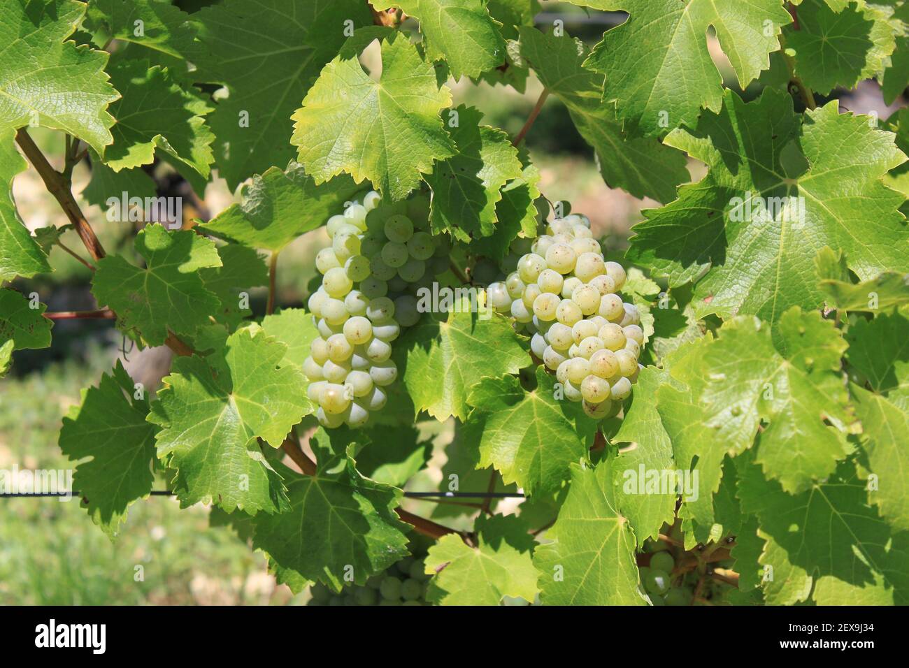 Crush the grapes hi-res stock photography and images - Alamy
