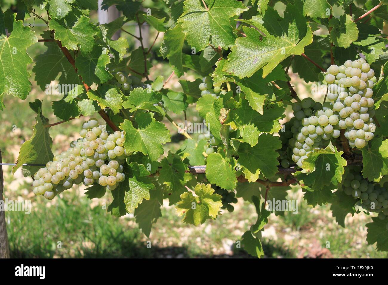 Bunch of grapes Stock Photo - Alamy