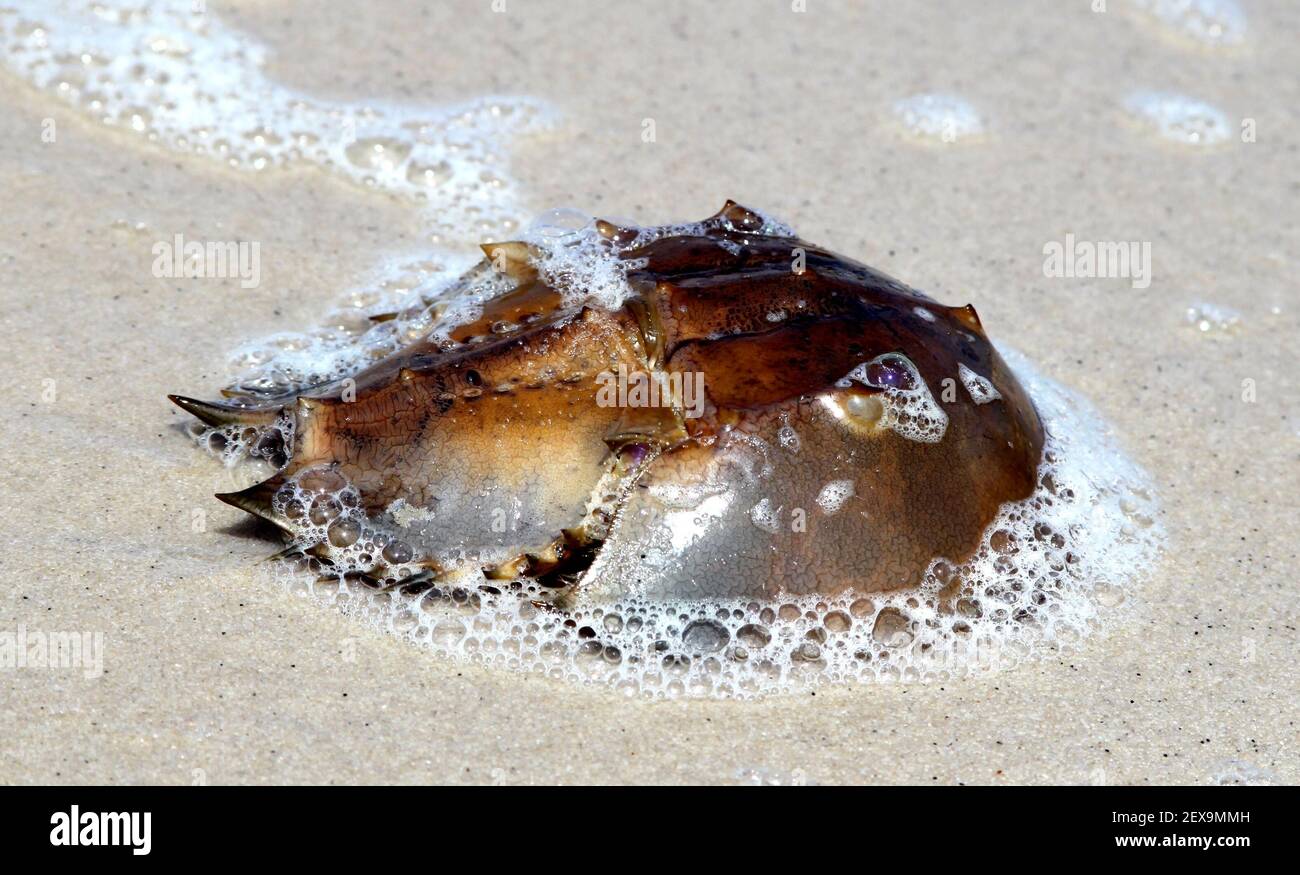Horseshoe crab fossil hi-res stock photography and images - Alamy