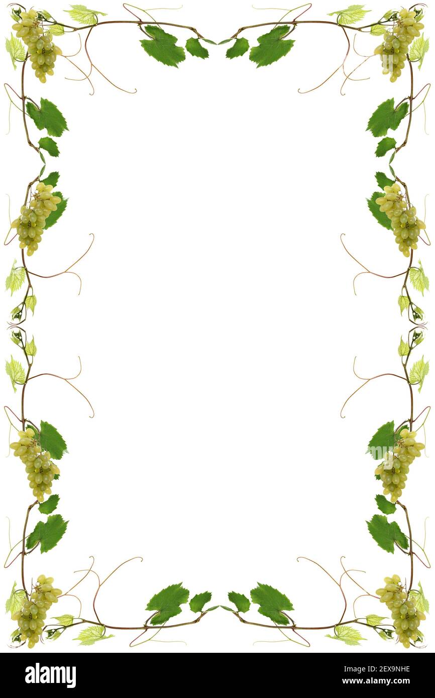 Vines vineyard Cut Out Stock Images & Pictures - Alamy