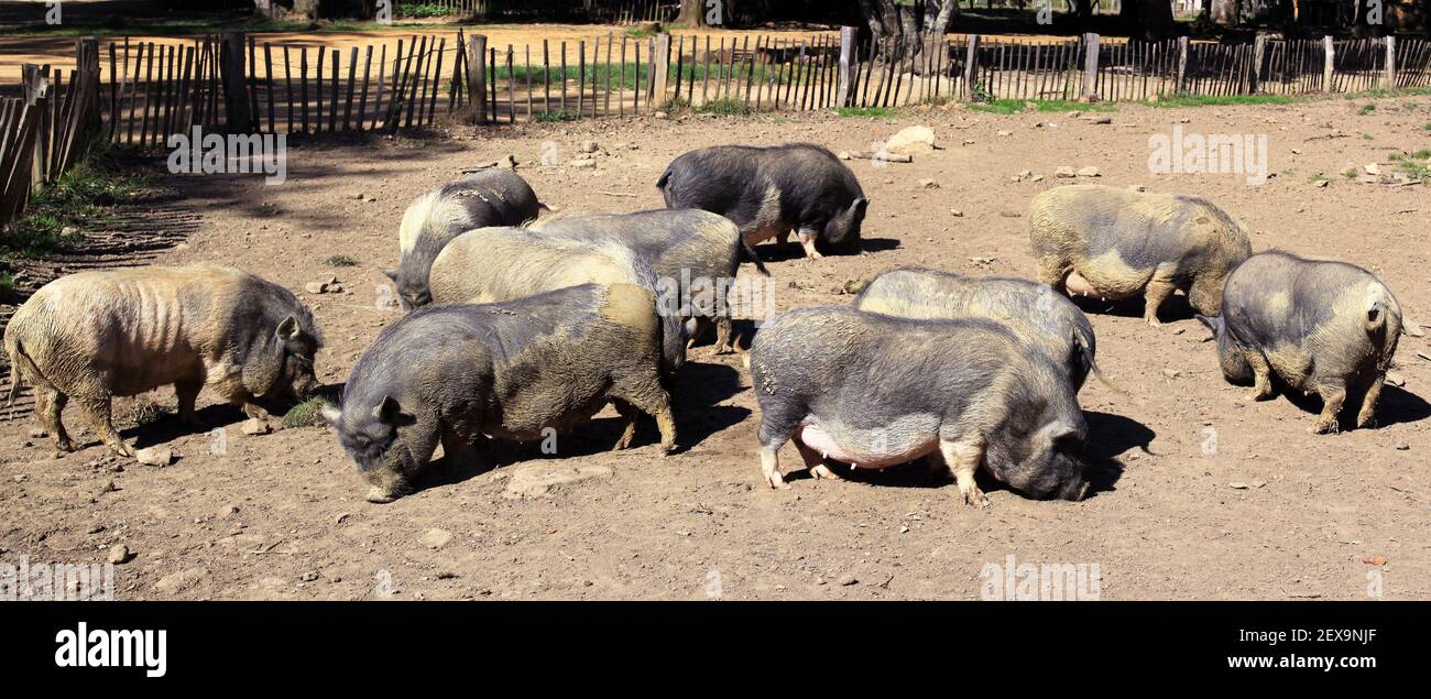 Chinese pig farm hi-res stock photography and images - Alamy
