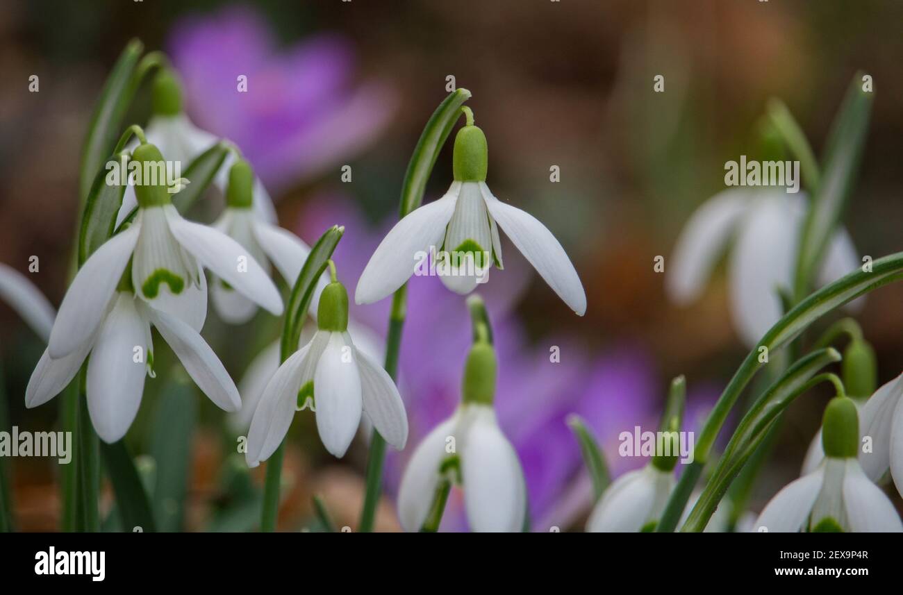 A group of blooming common snowdrop flower bulbs Stock Photo - Alamy