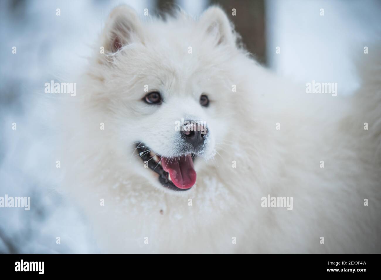 Samoyed white dog portrait closeup is in the winter forest Stock Photo ...
