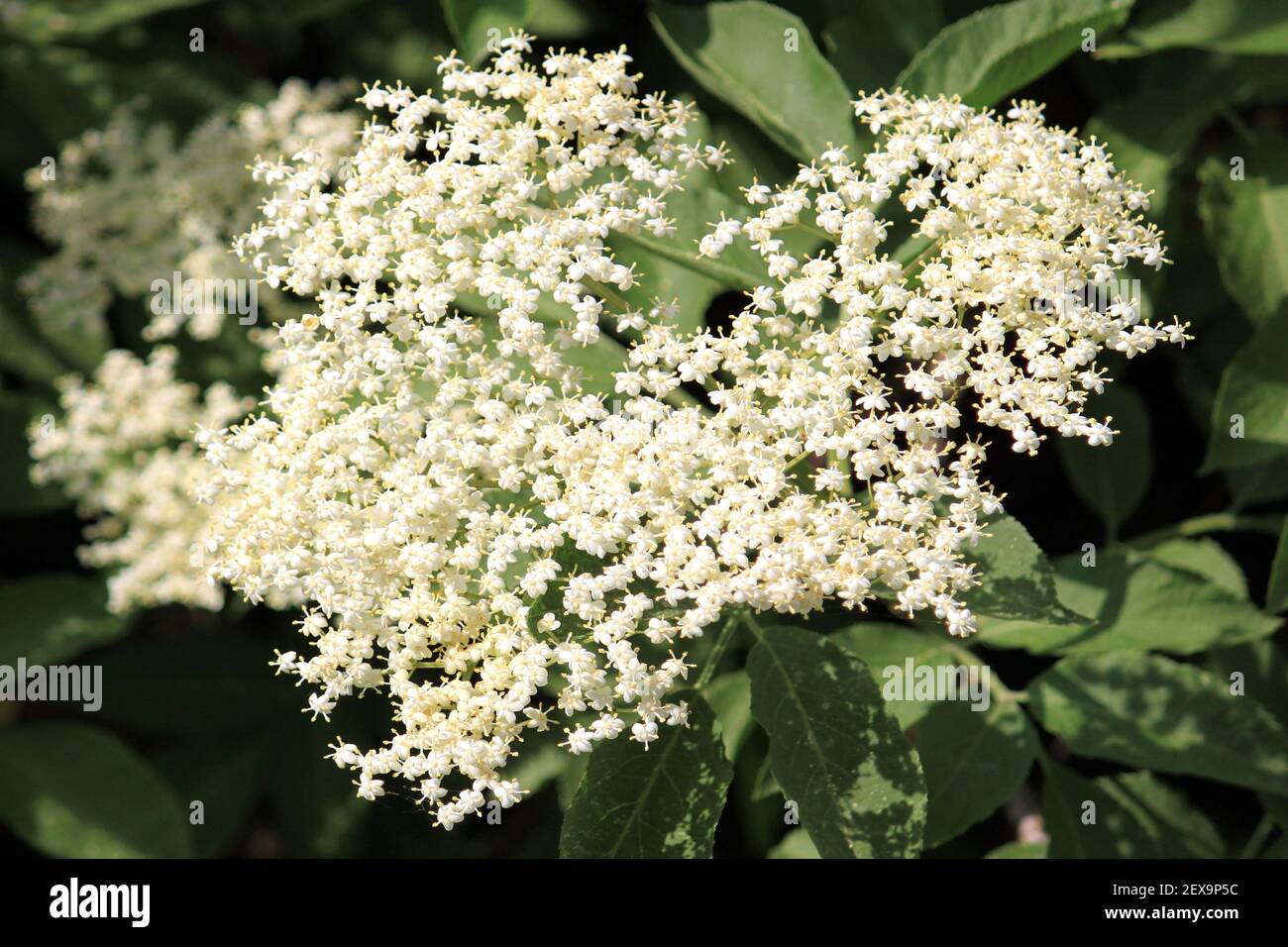 Flower of sureau Stock Photo - Alamy