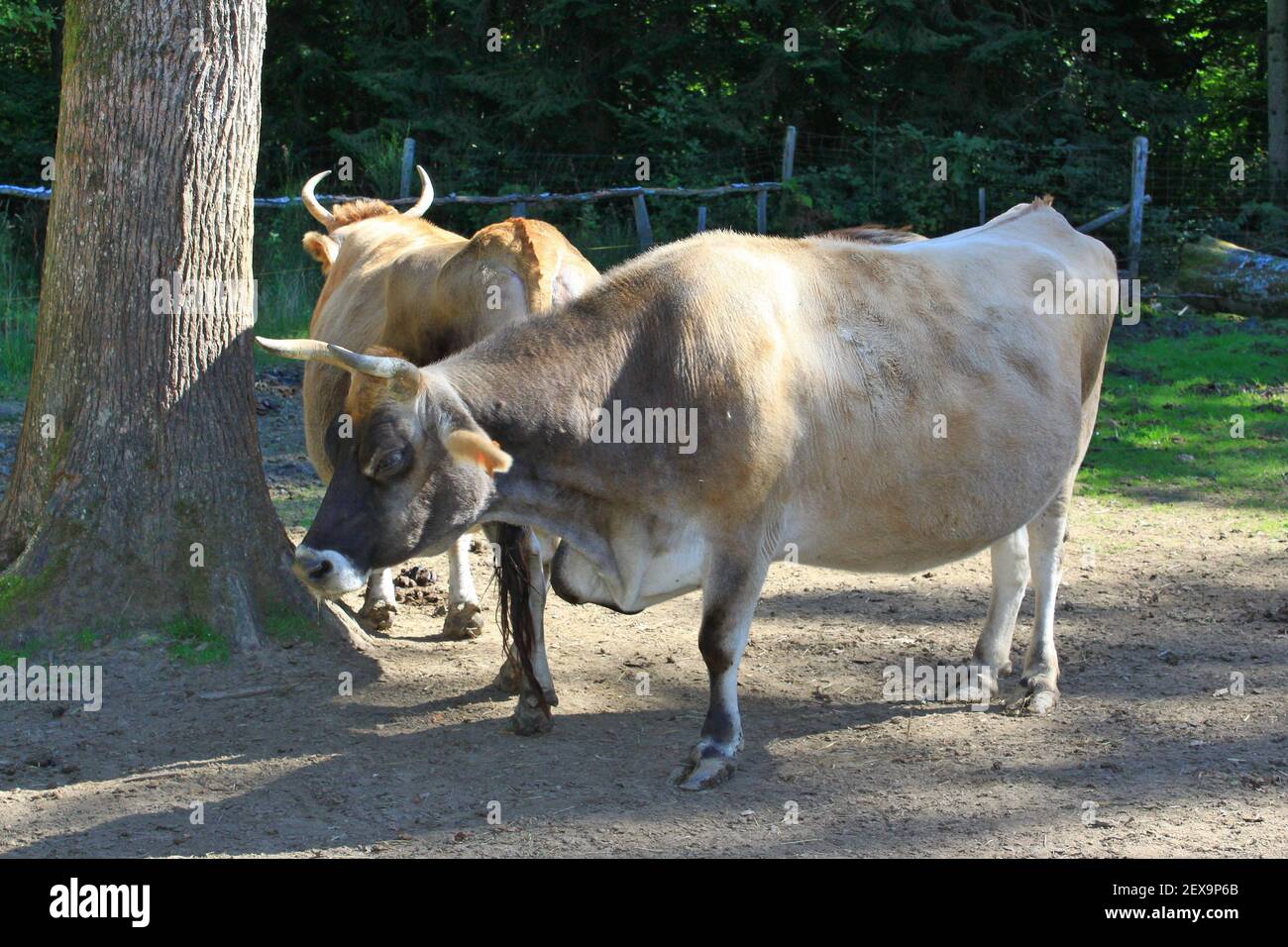 Cows horn horns hi-res stock photography and images - Alamy