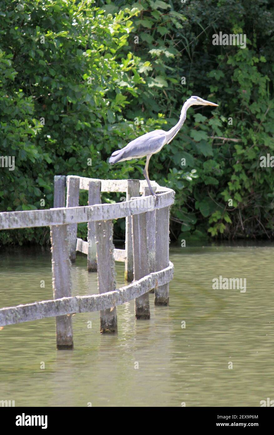 Heron migration hi-res stock photography and images - Alamy