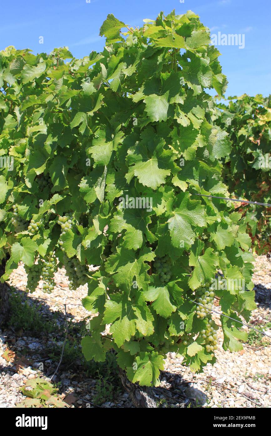 Fine red vine hi-res stock photography and images - Alamy