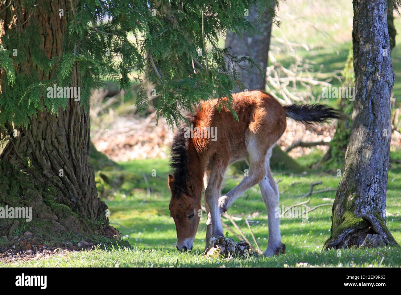 Horse birth hi-res stock photography and images - Alamy
