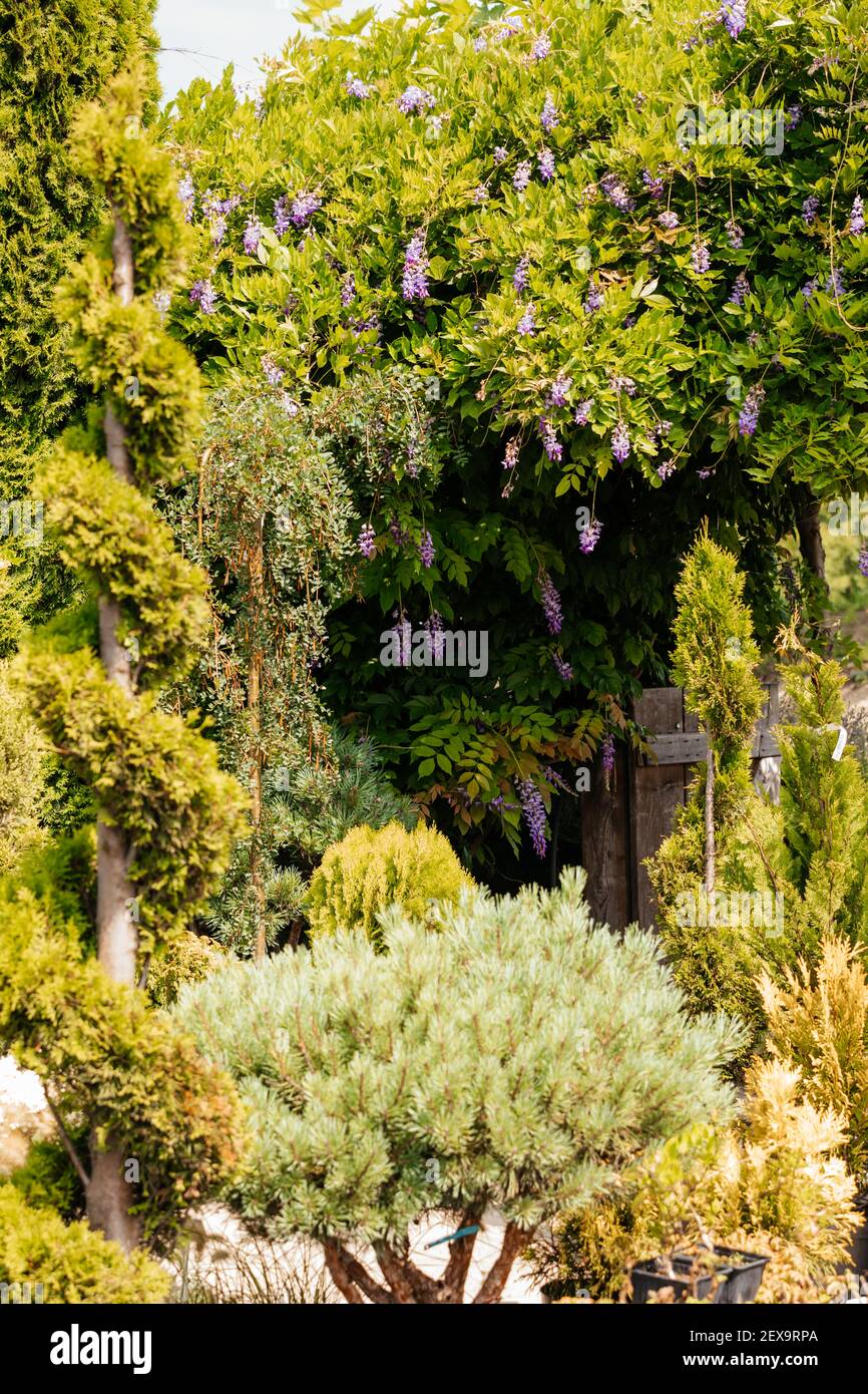 Variety of plants growing in pots at open-air market Stock Photo - Alamy