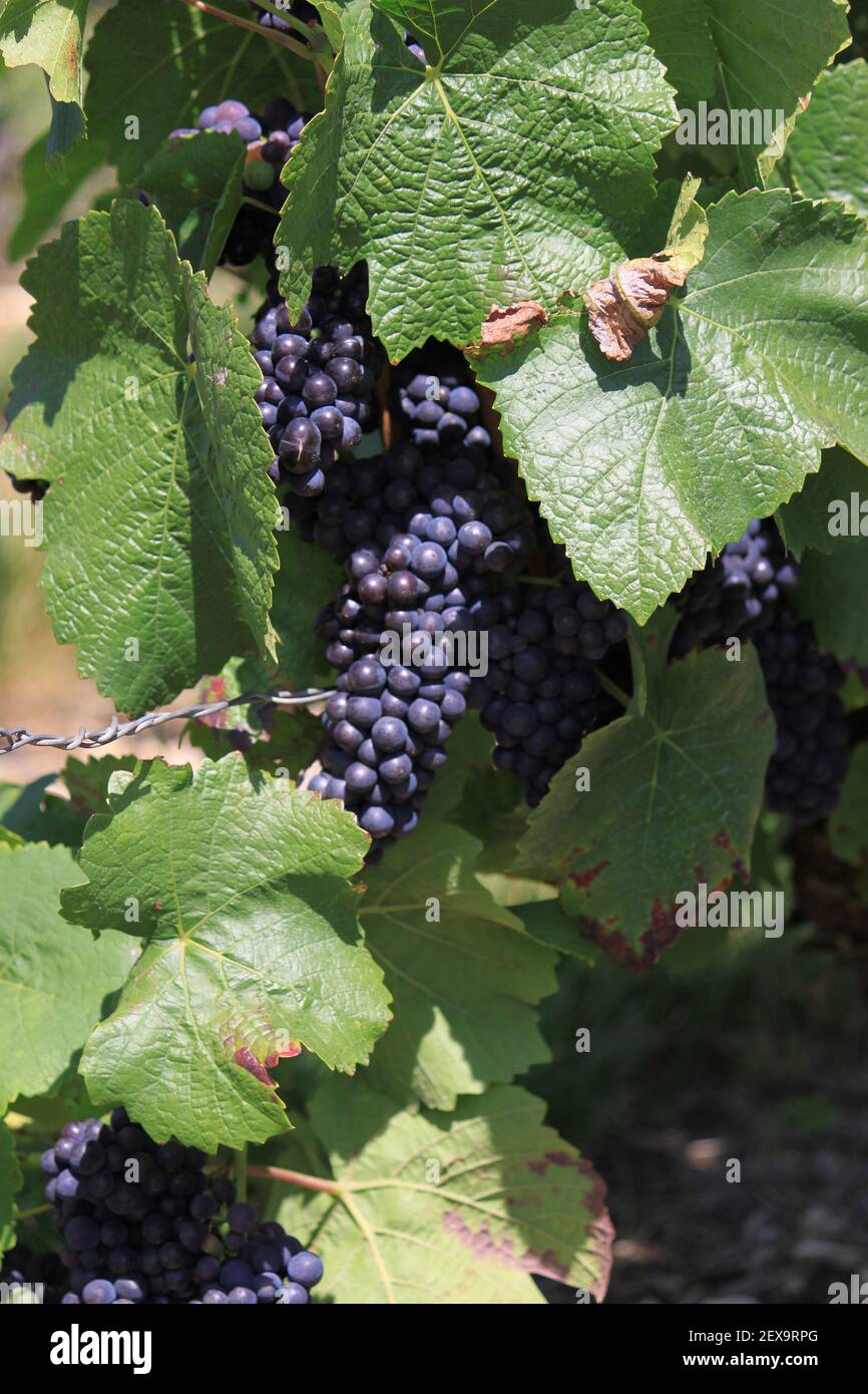 Fermentation grapes hi-res stock photography and images - Alamy