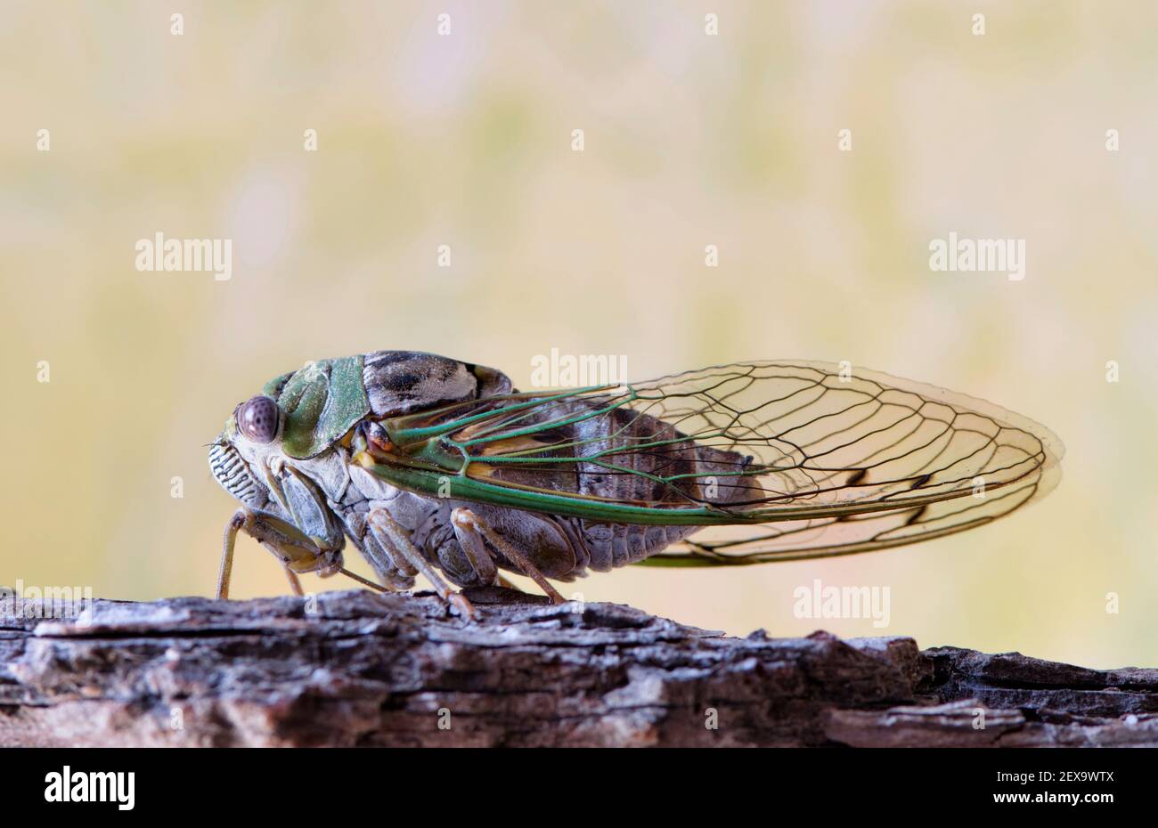 Singing insects hi-res stock photography and images - Alamy