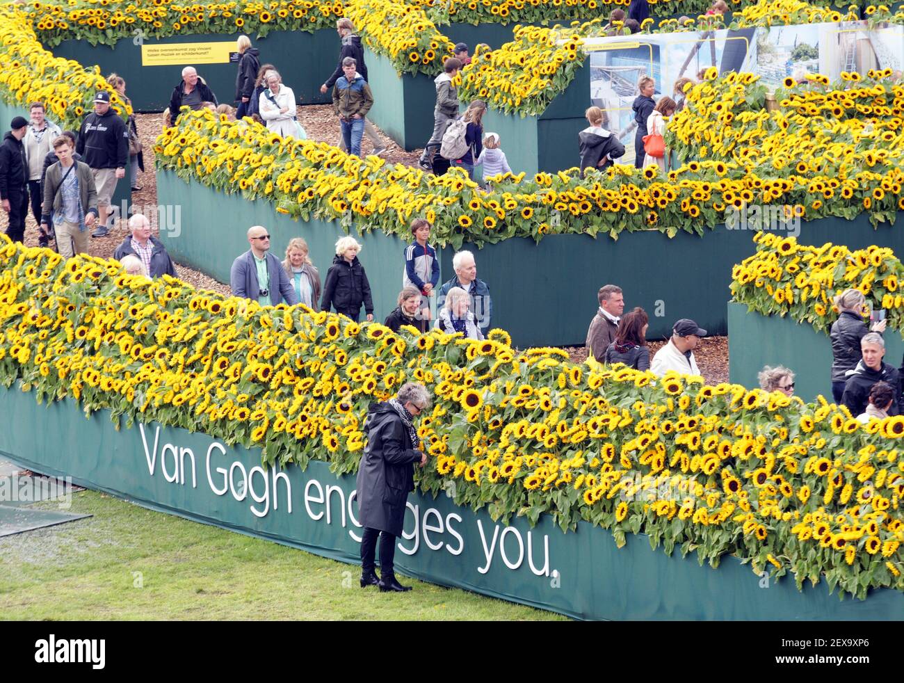 Labyrinth with 125,000 sunflowers to mark the opening of the new ...
