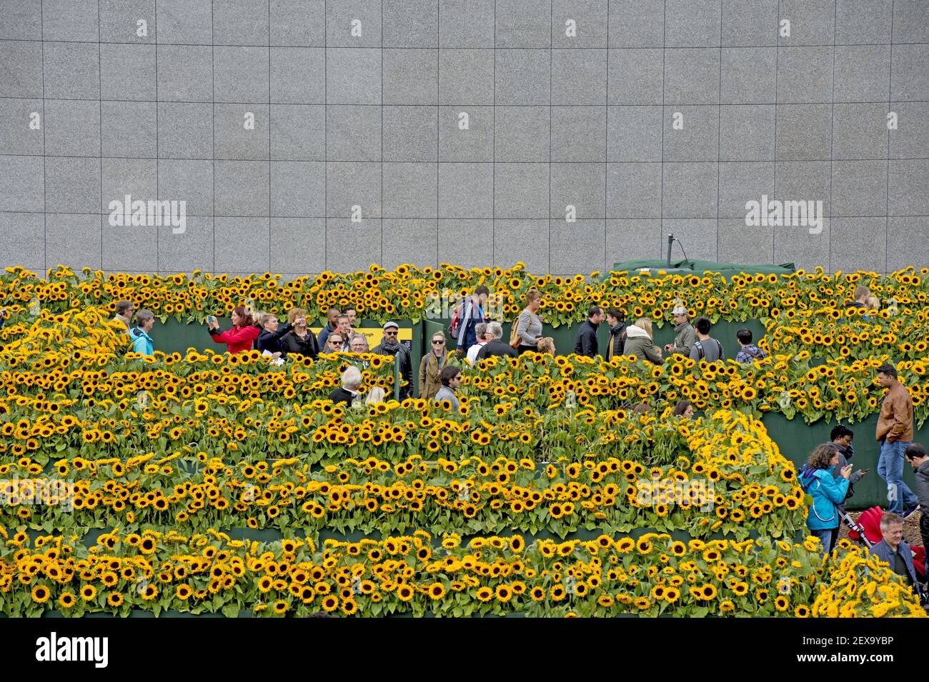 6-9-2015 AMSTERDAM - People tourists walk through a maze of sunflowers ...