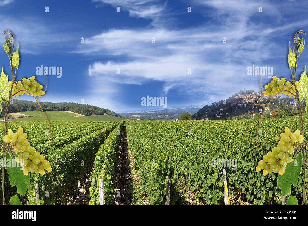 Vine leaflet hi-res stock photography and images - Alamy