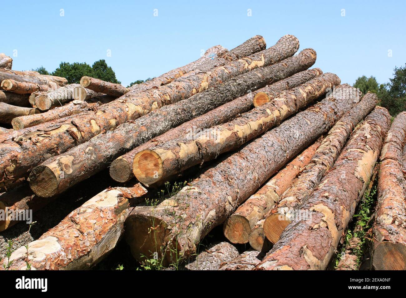 Fir tree trunks hi-res stock photography and images - Alamy