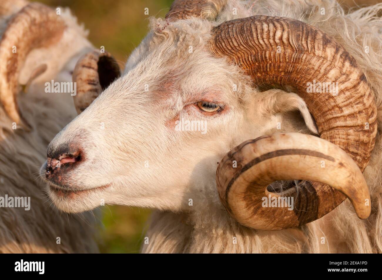 Close up detail sheep wool sheep hi-res stock photography and images ...
