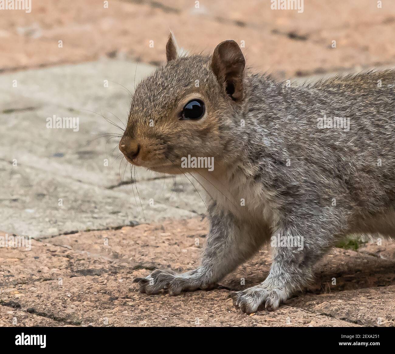 Portrait of grey squirrel Stock Photo - Alamy