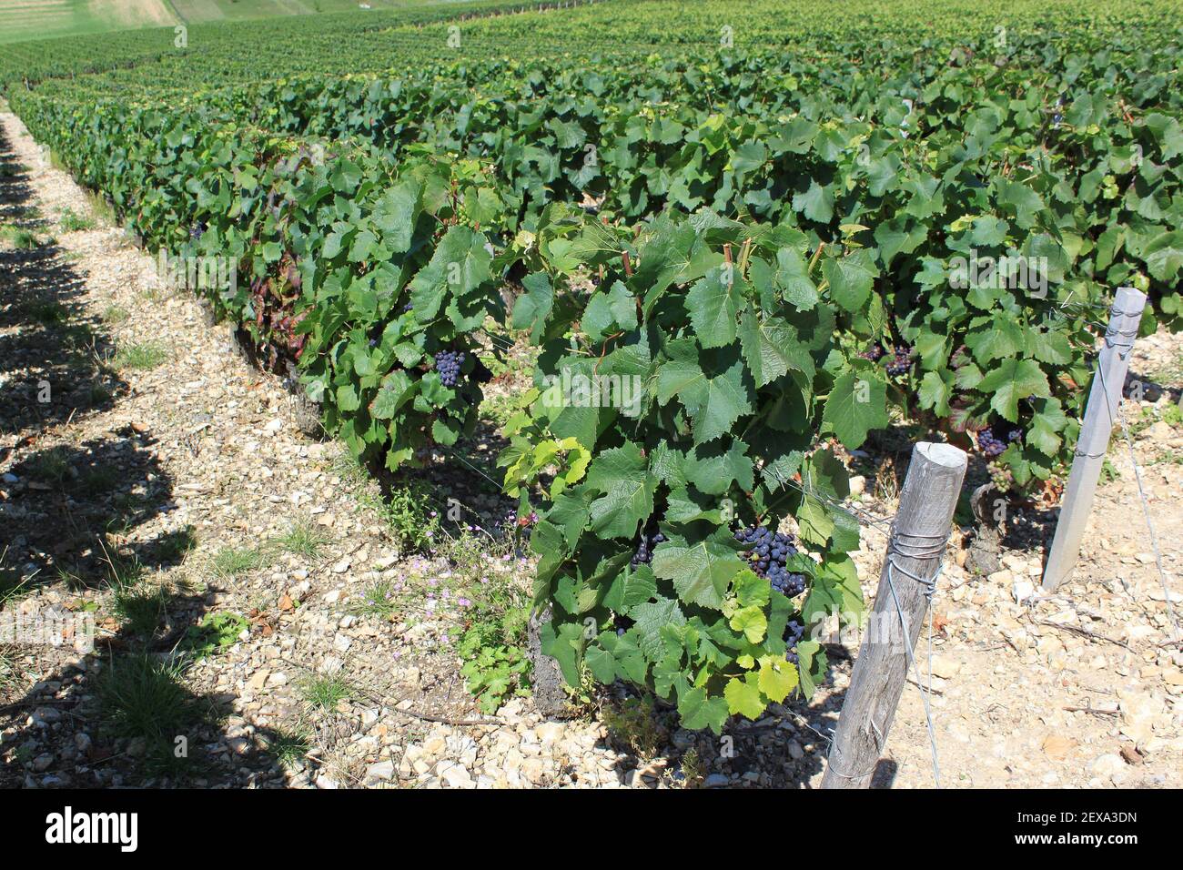 Vine clusters hi-res stock photography and images - Alamy
