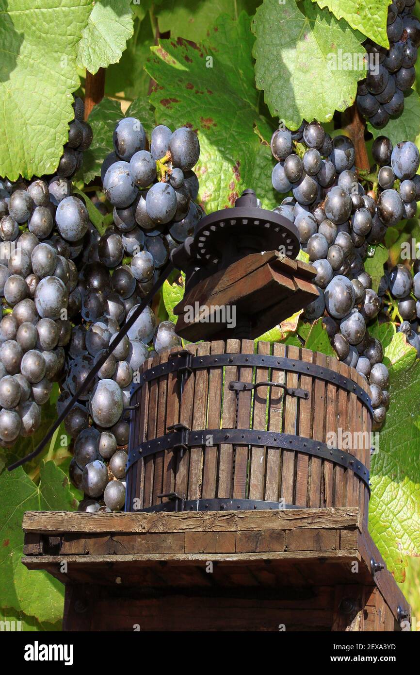 Champagne grape press hi-res stock photography and images - Alamy