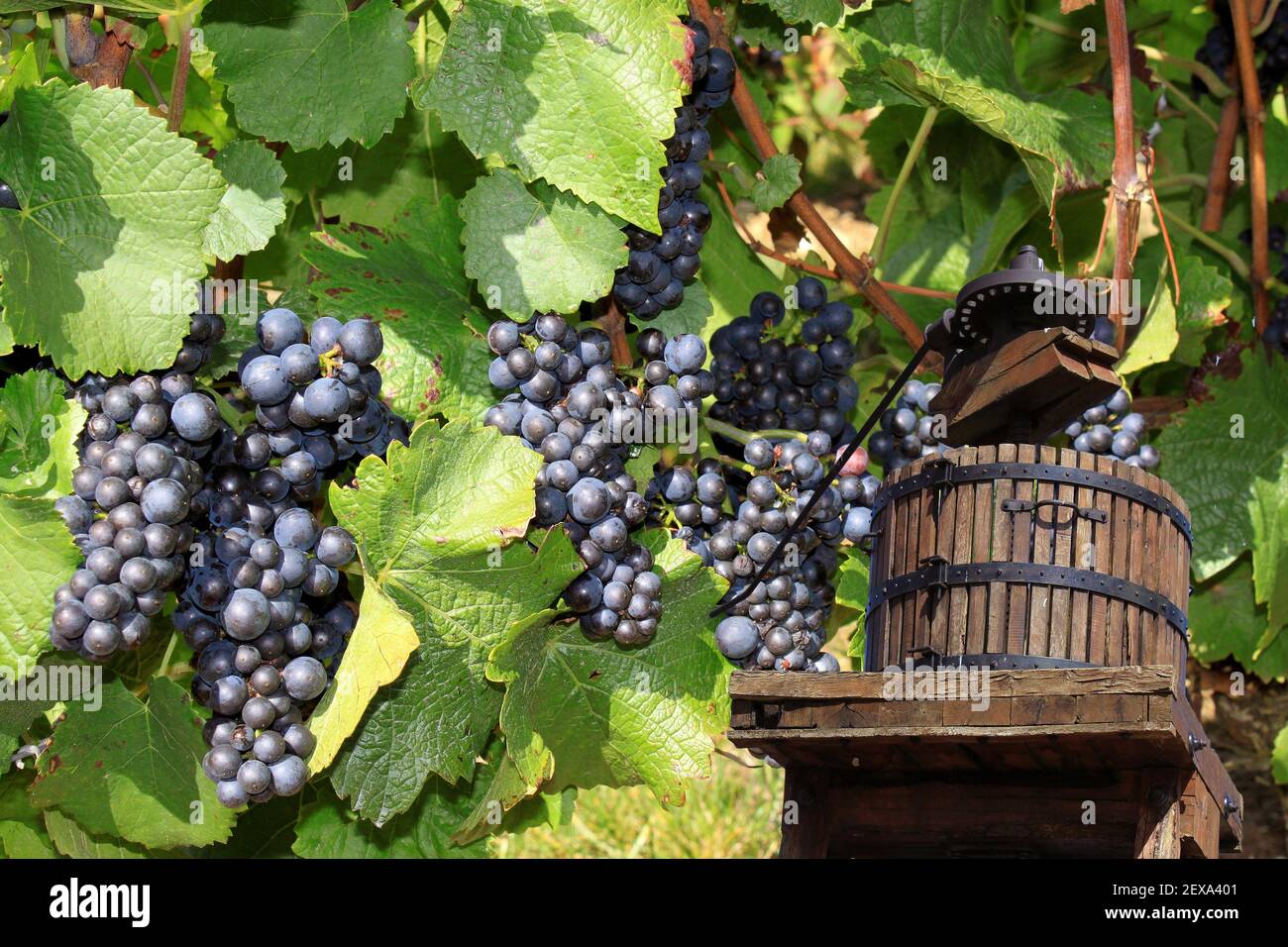 Grape gathering hi-res stock photography and images - Alamy