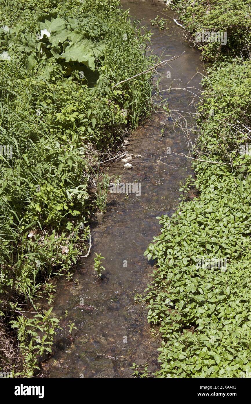 Plants brook hi-res stock photography and images - Alamy
