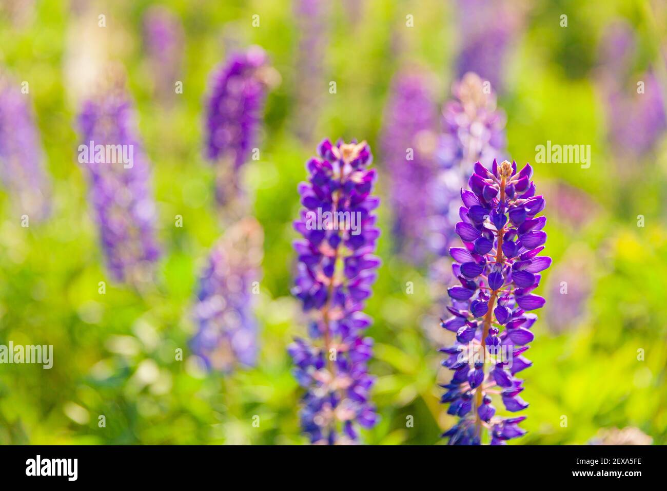 Beautiful blooming lupine flowers in spring time. Field of lupines ...
