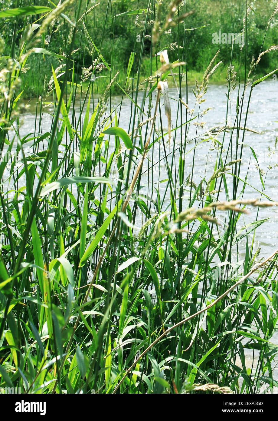 Watery grass hi-res stock photography and images - Alamy