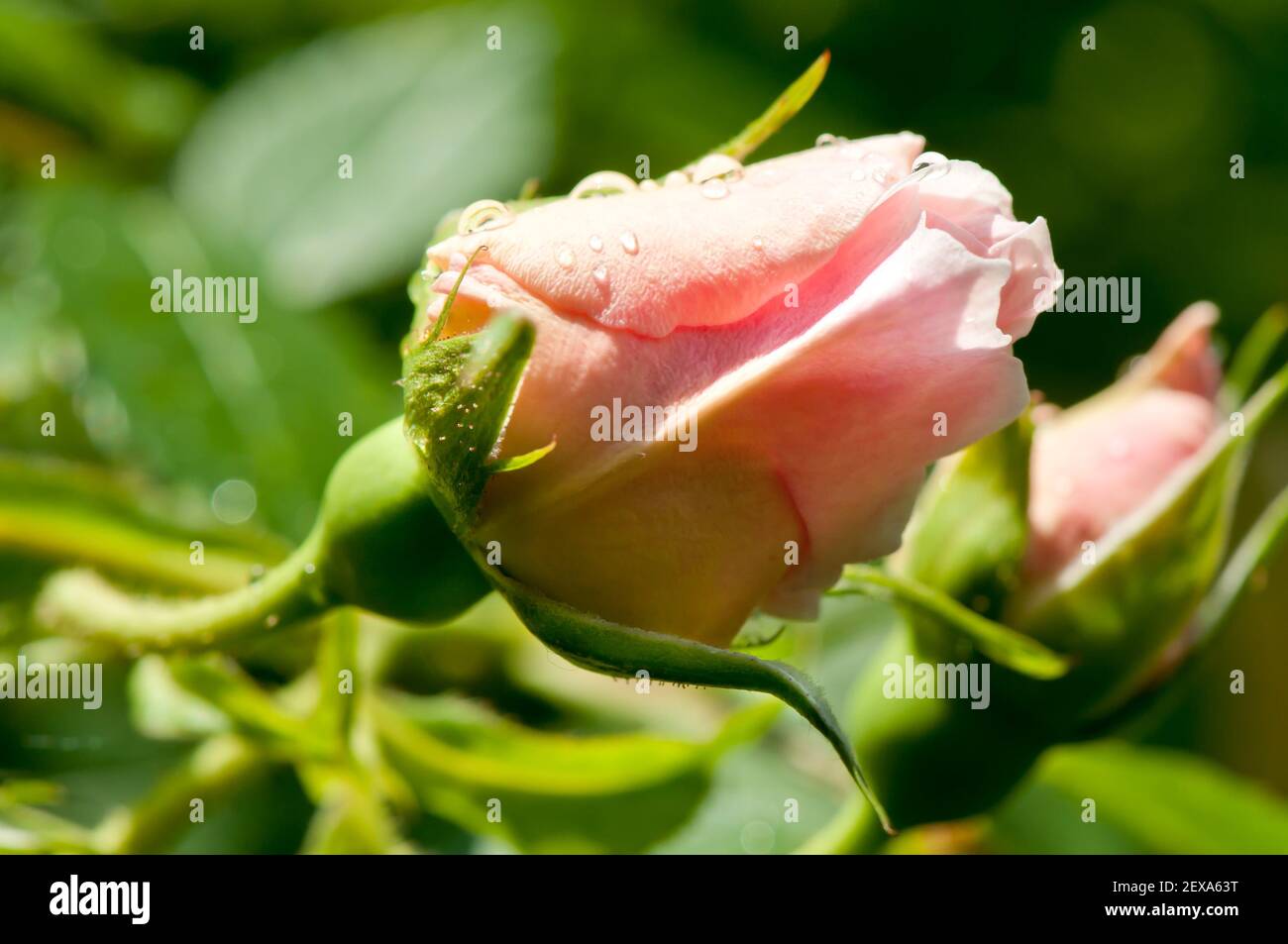 Hybrid tea bud before blooming Stock Photo - Alamy