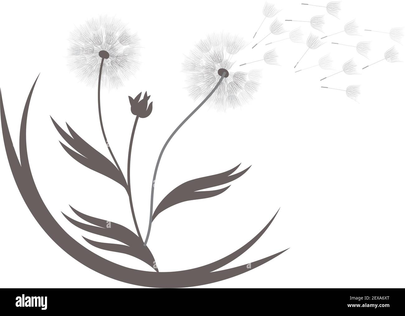 dandelion flower, vector Stock Vector Image & Art - Alamy