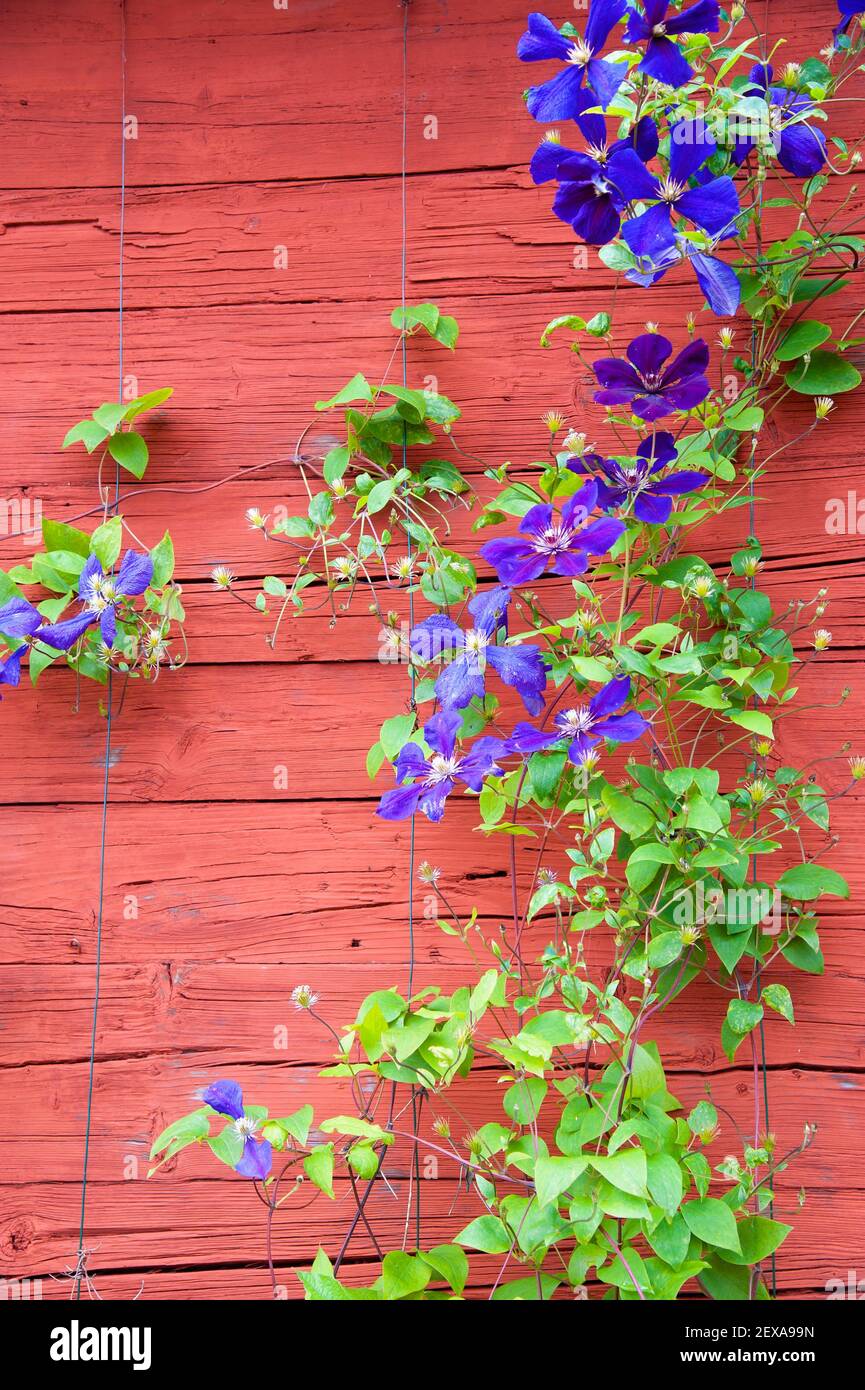 Clematis house hi-res stock photography and images - Alamy