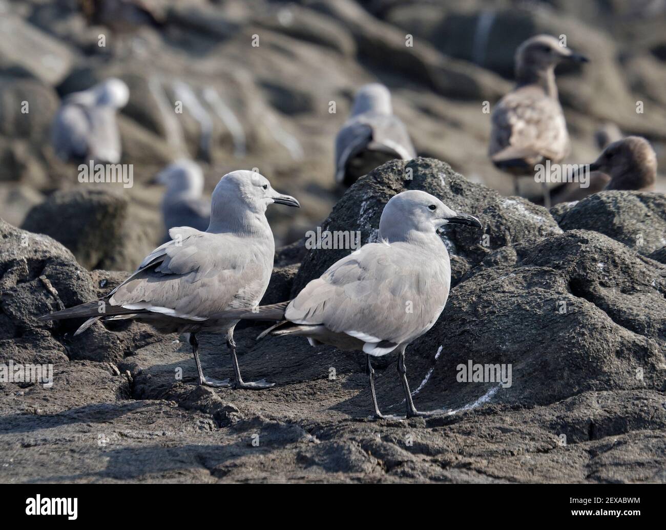 Grey Gull/Garuma Gull (leucophaeus modestus), Arica, Chile Stock Photo ...