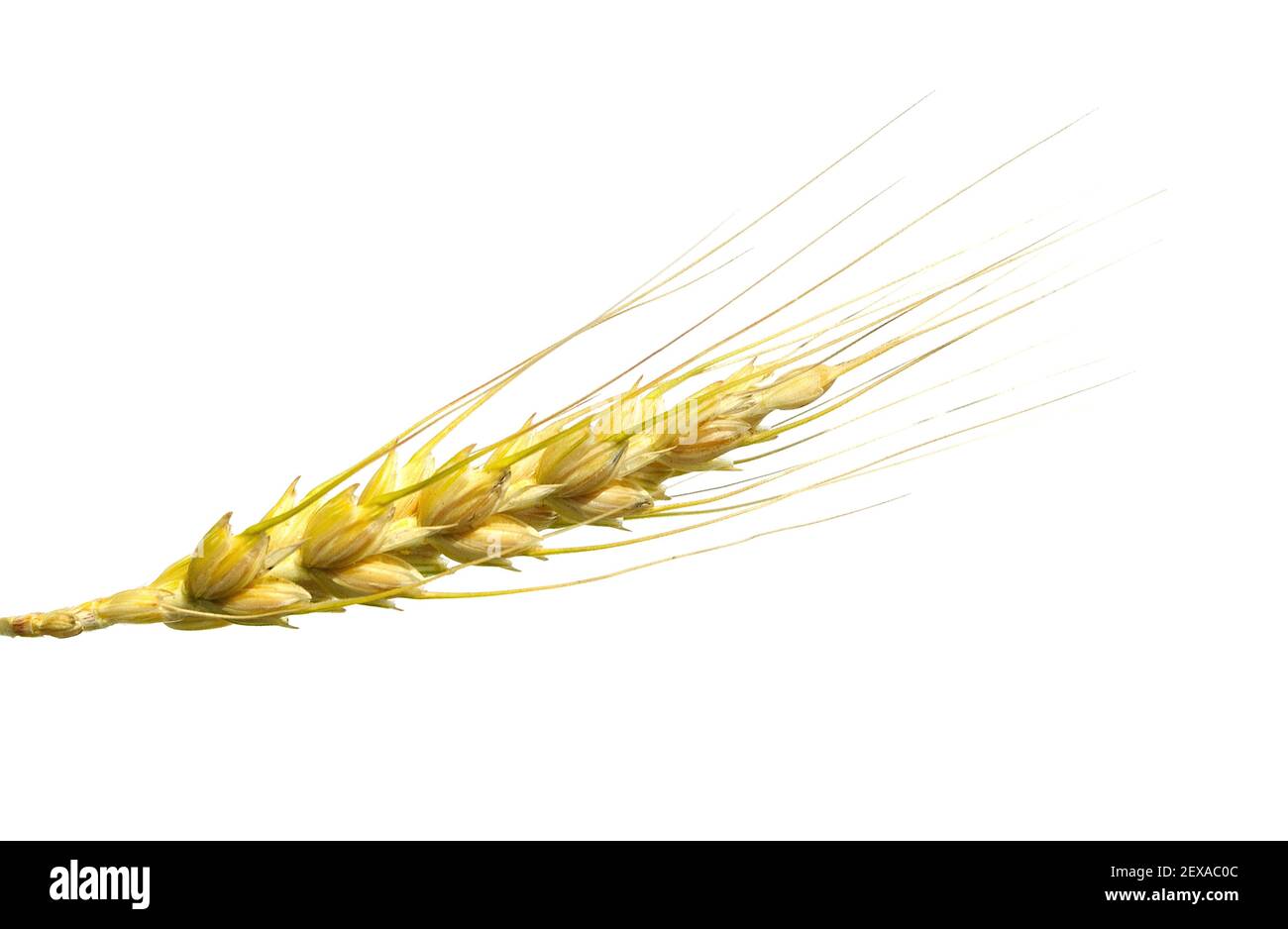 Wheat isolated on white Stock Photo - Alamy