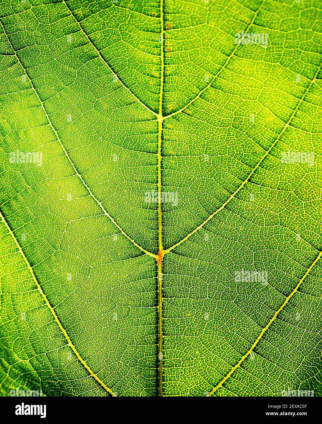Texture leaf hi-res stock photography and images - Alamy