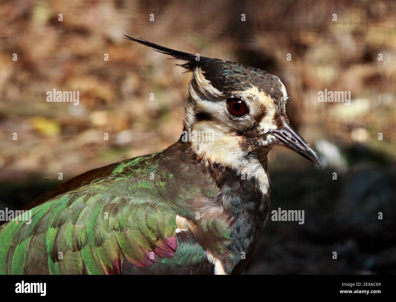 Green plover uk hi-res stock photography and images - Alamy
