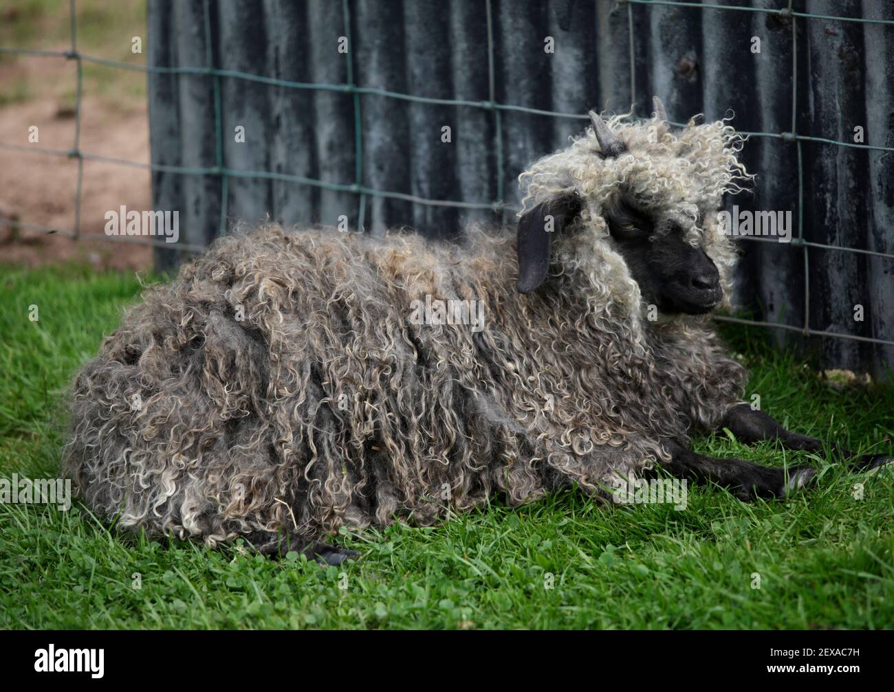 Angora High Resolution Stock Photography and Images - Alamy