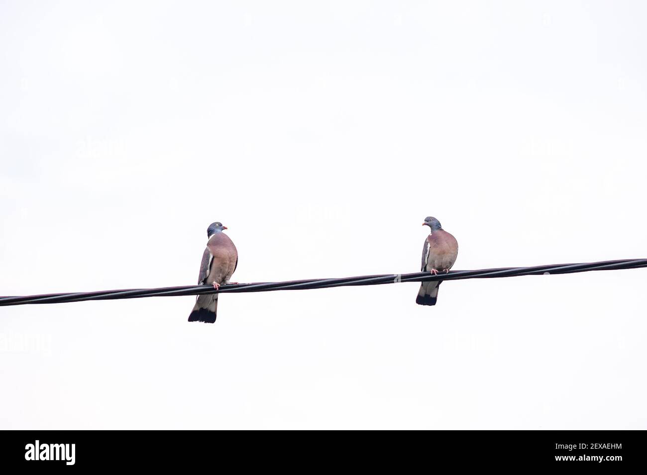 Two Birds On Wire