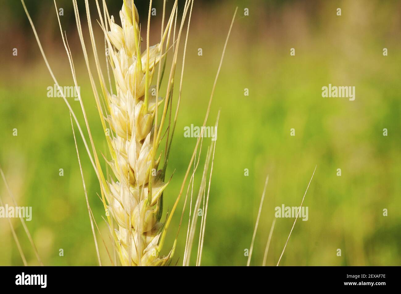 Wheat collection hi-res stock photography and images - Alamy
