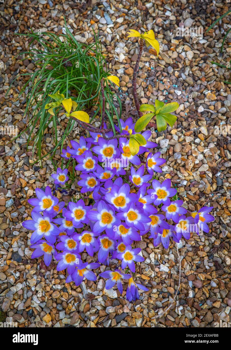 Flowering purple Crosus on a gravel background with other green plants ...