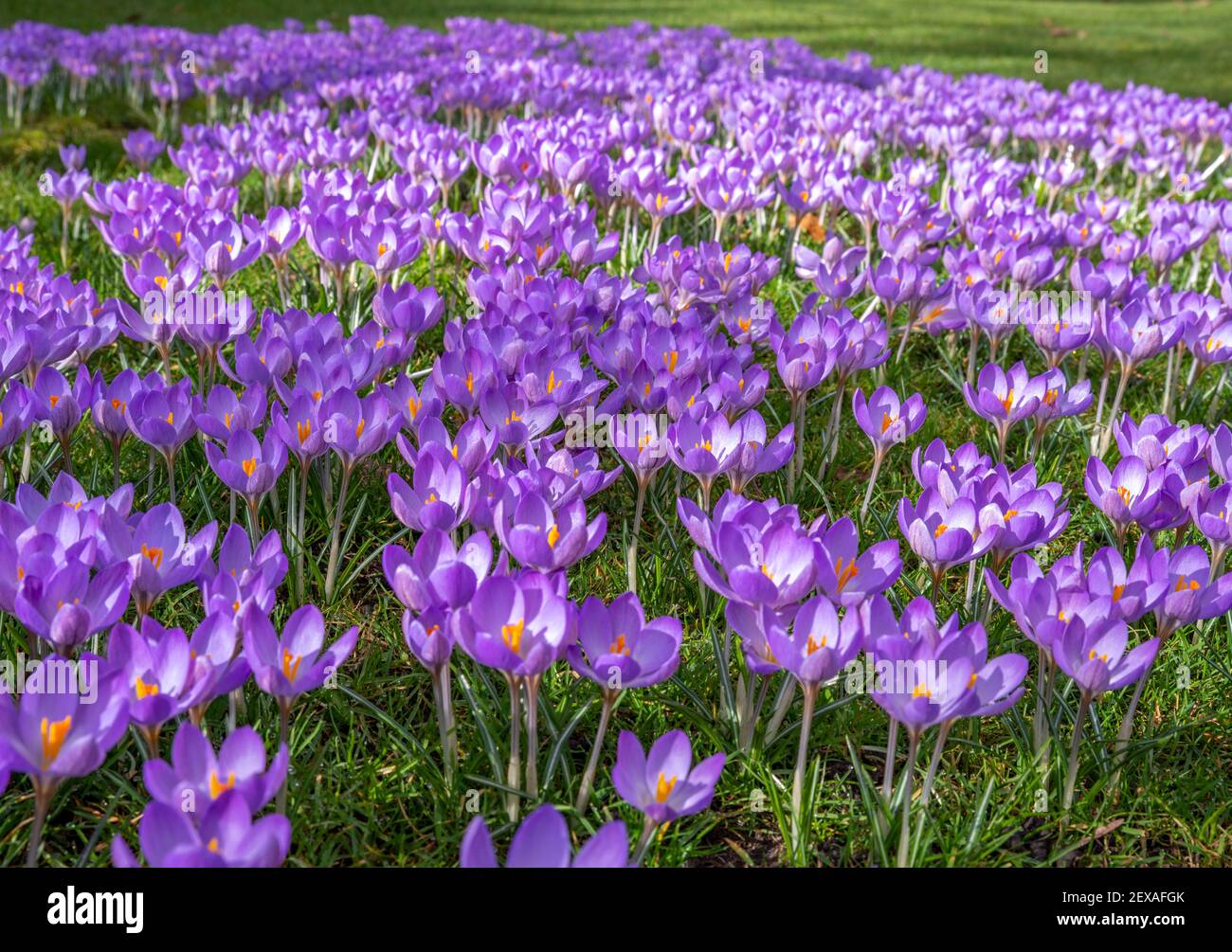 Crocus lawn hi-res stock photography and images - Alamy