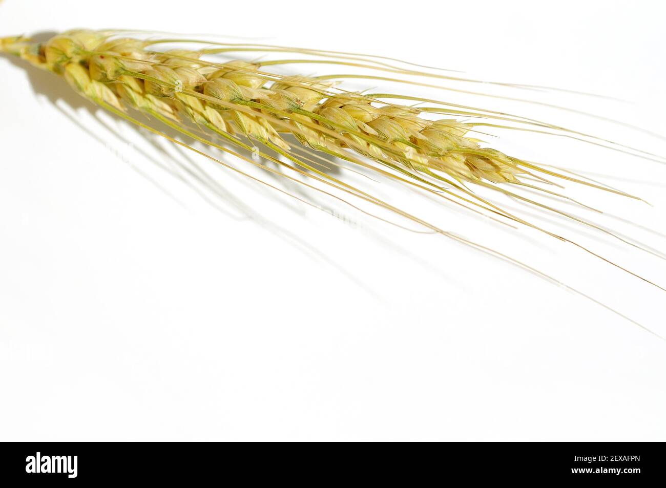 Wheat isolated on white Stock Photo - Alamy