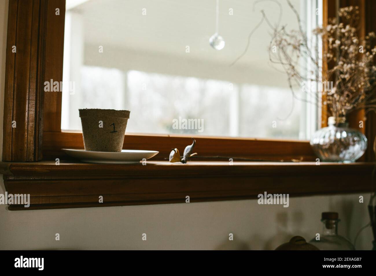 Seed Starting on a Sunny Windowsill Stock Photo - Alamy