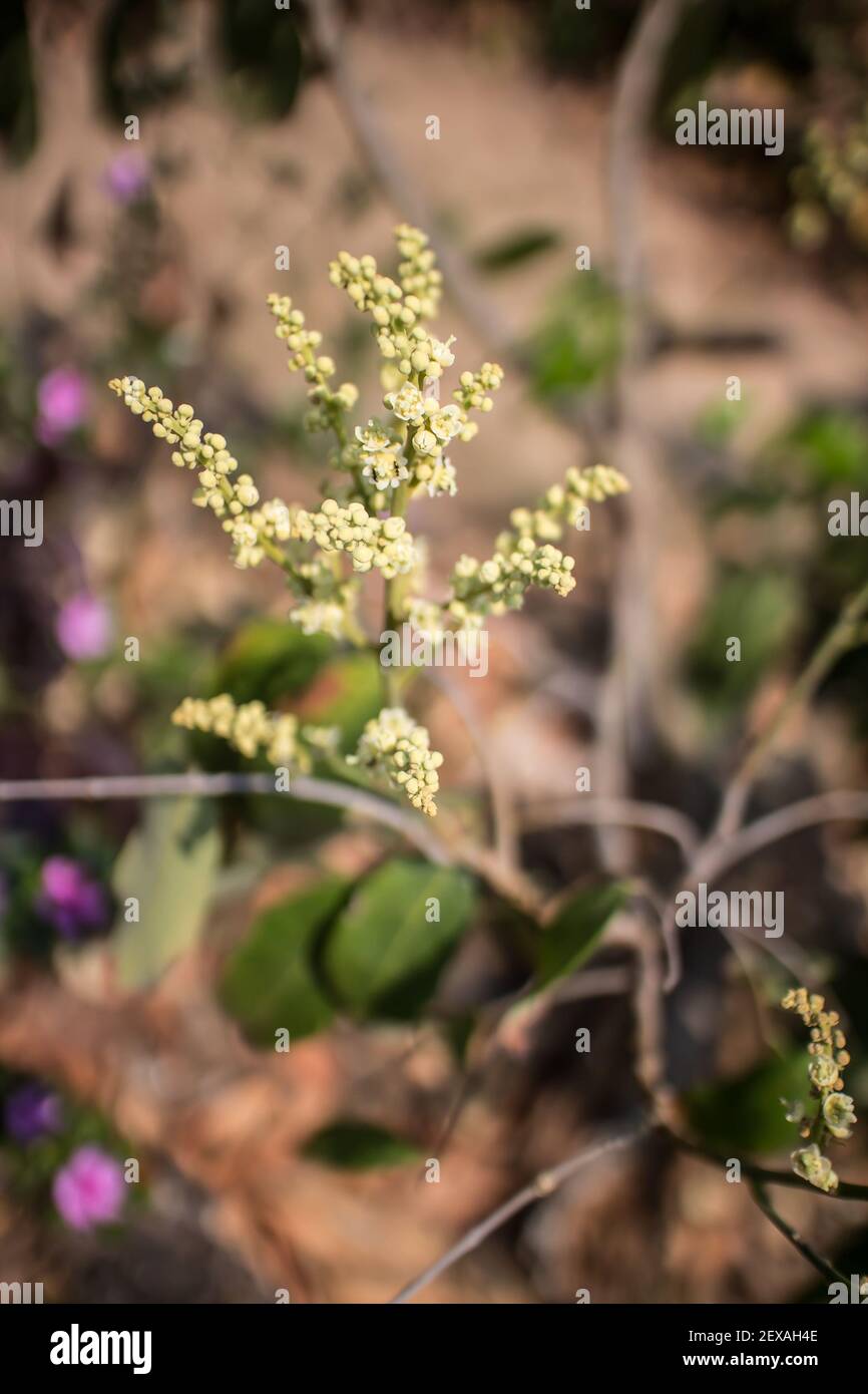 Close up of Green longan fruit flower Stock Photo - Alamy