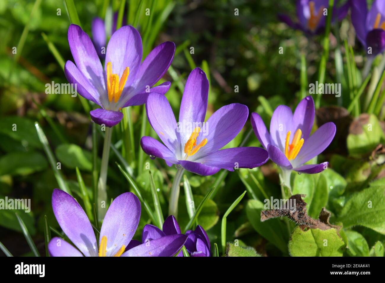 Purple crocus blooms hi-res stock photography and images - Alamy