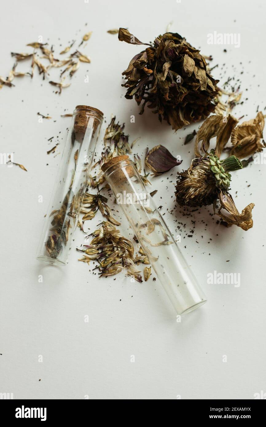 Flower seeds germinating hi-res stock photography and images - Alamy