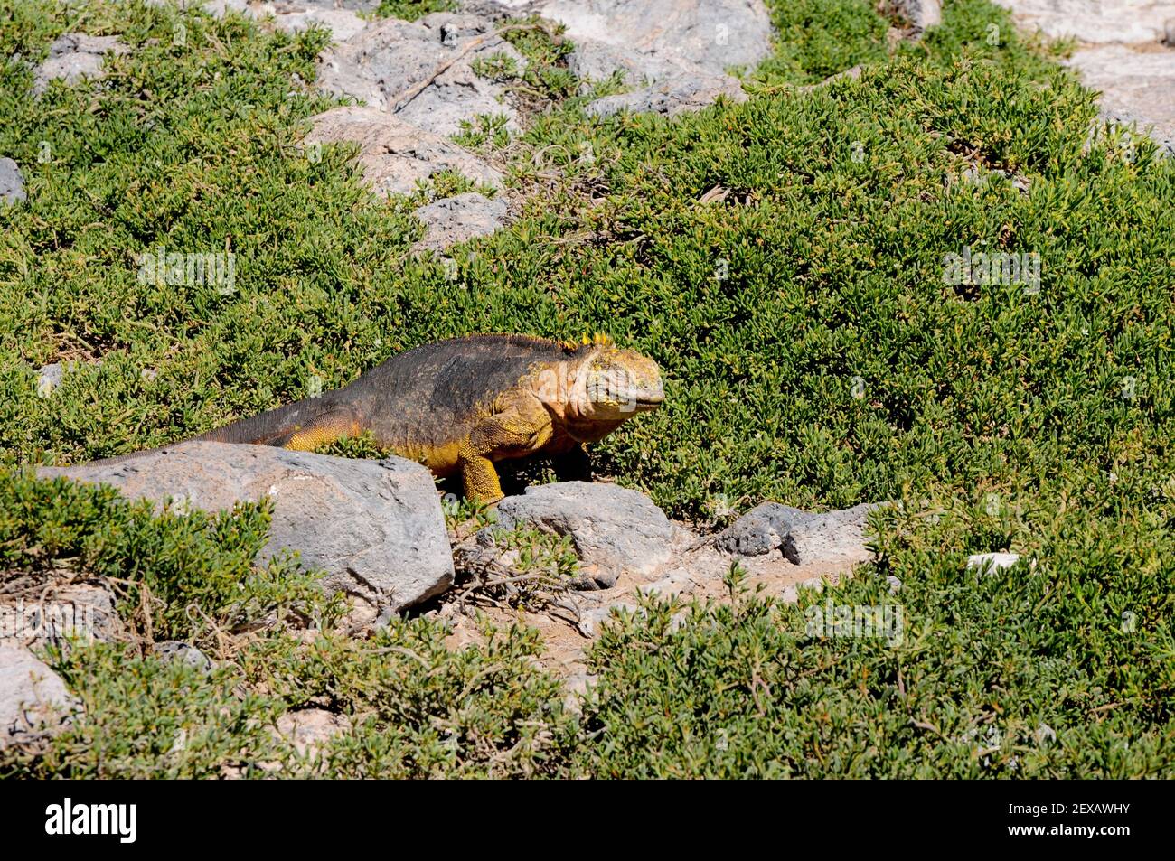Galapagos islands iguana in their natural habitat Stock Photo - Alamy