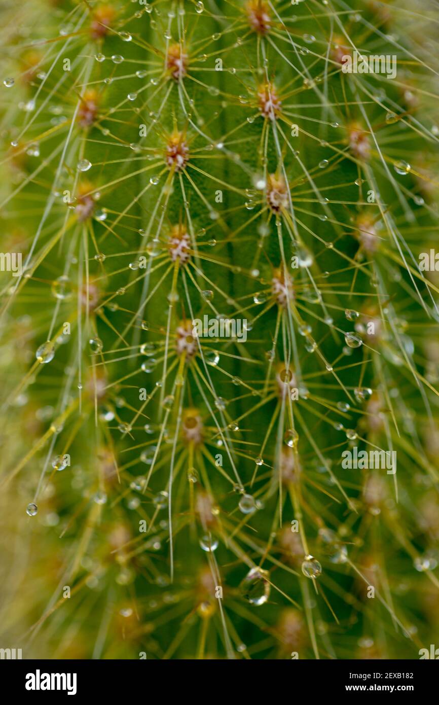 Rain on cactus hi-res stock photography and images - Alamy