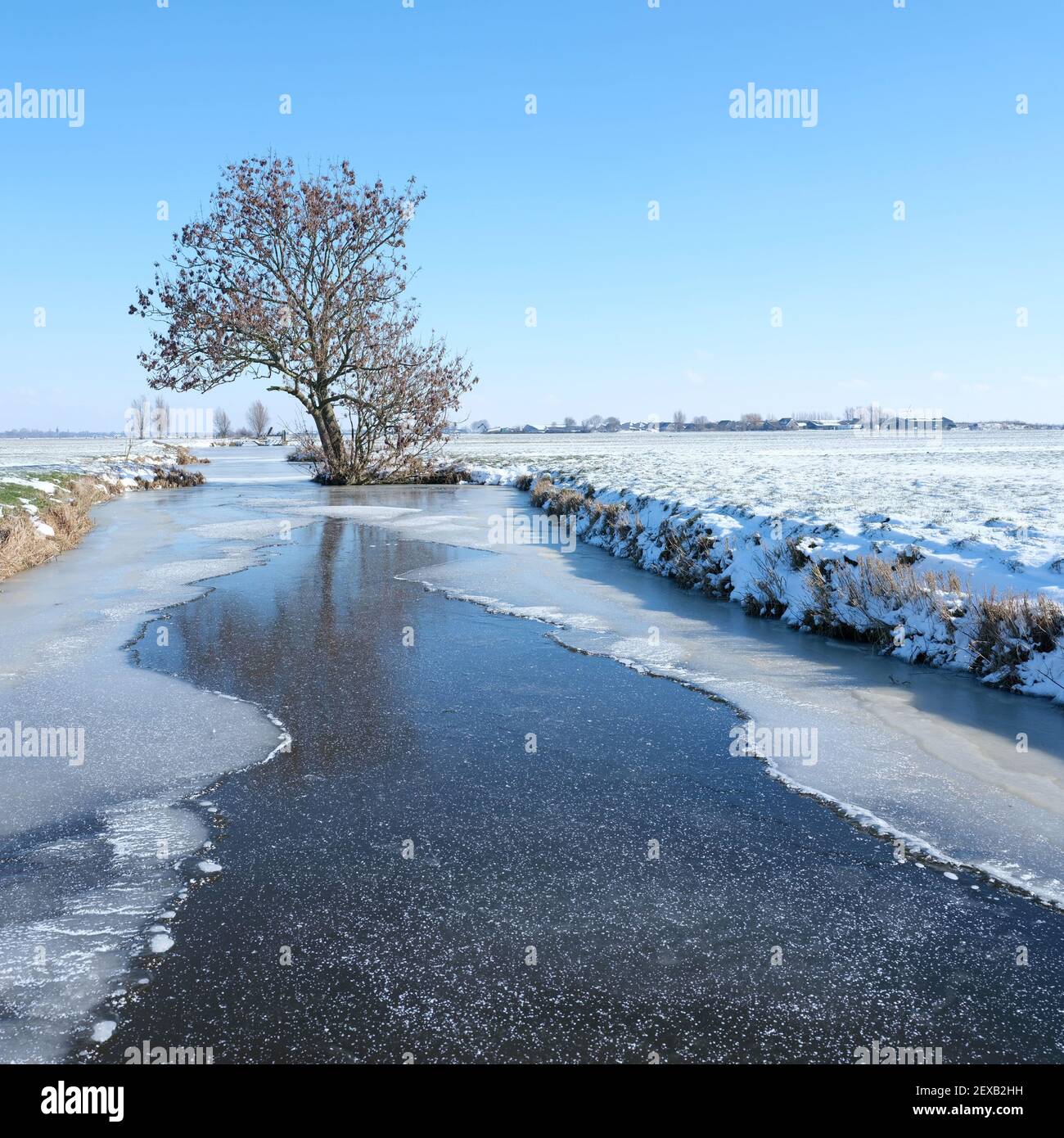 meadow landscape covered in snow with tree and frozen canal in holland ...
