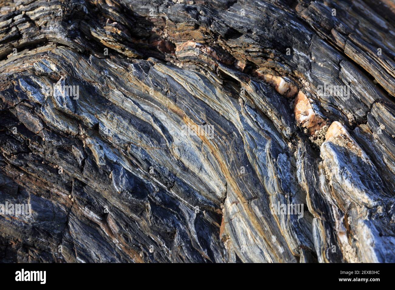 Rock strata background, Roseland Peninsula, Cornwall, UK Stock Photo ...