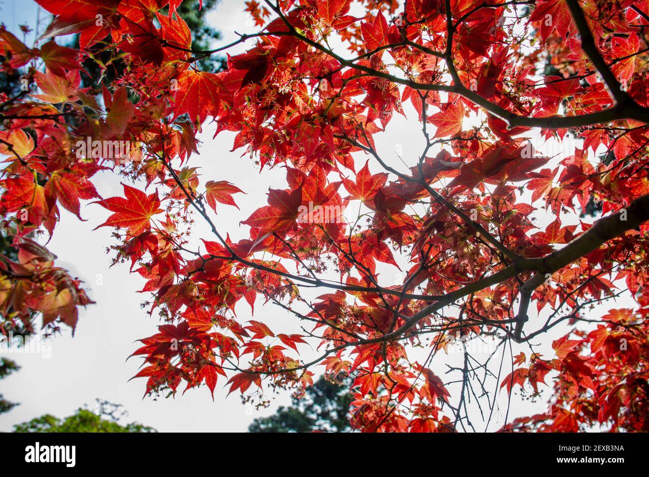 Red leaves japanese maple in hi-res stock photography and images - Alamy